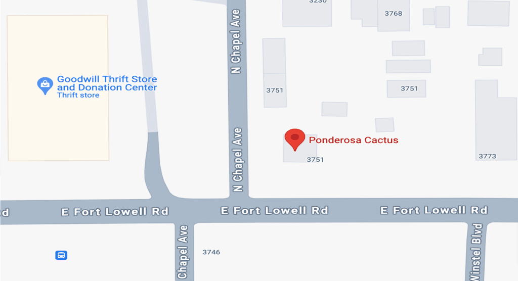 Creating Your Own Cactus Garden | Ponderosa Cactus