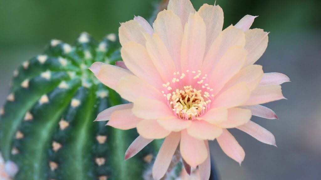 Seasonal Guide to Cactus Blooms | Ponderosa Cactus Nursery