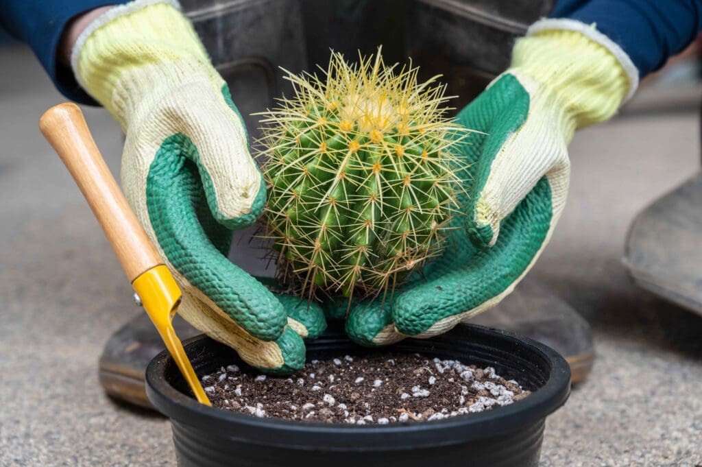 Native Cactus Conservation in Arizona | Ponderosa Cactus
